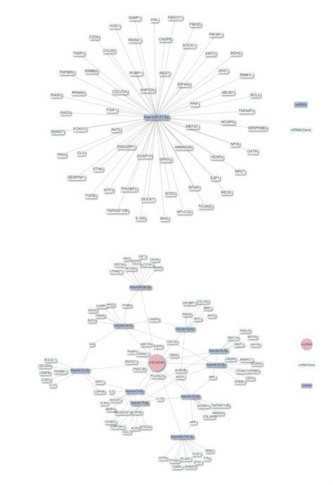 visualization of the rna rna interaction network the regulatory