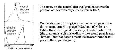 Solved You Are Analyzing The Intracellular Dna Intermediates