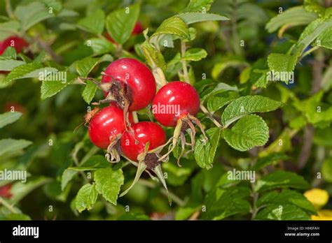 Kartoffel Rose Runzel Rose Kartoffelrose Runzelrose Rose Hagebutte