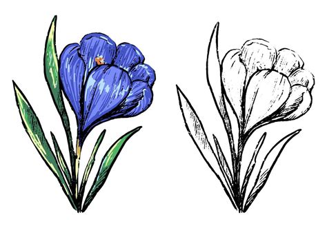 Crocus Spring Wild Flower Hand Drawn Illustration Botanical Sketch Of