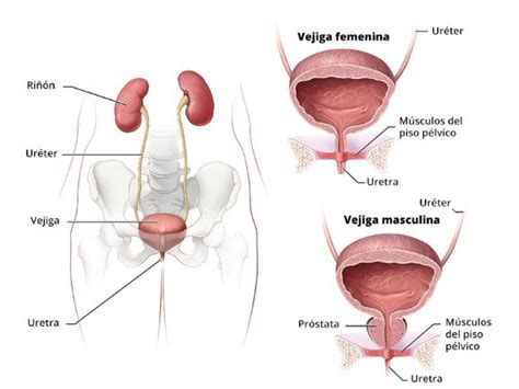 Síntomas Y Causas De Los Problemas De Control De La Vejiga Incontinencia Urinaria Niddk