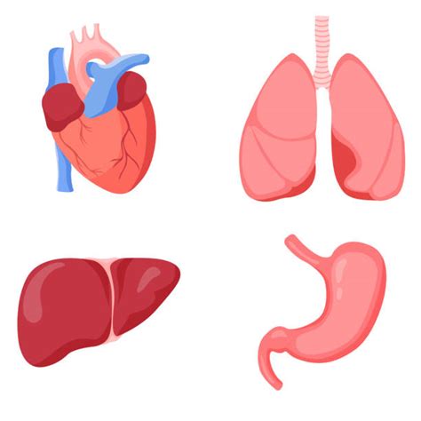 Sphincter Cartoon Illustrations Royalty Free Vector Graphics And Clip