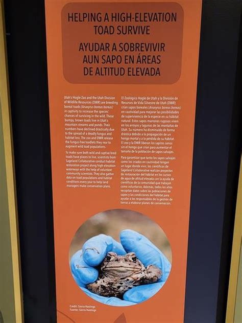Cool Down With Boreal Toads — Sageland Collaborative