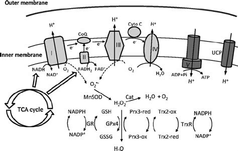 Mitochondrial Electron Transport Chain And Redox Regulation