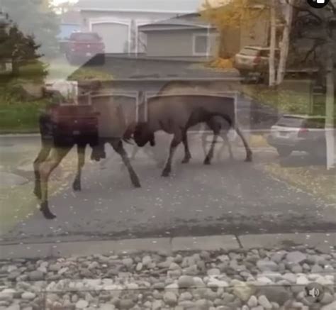 Ma Its A Moose Rfunnyanimals