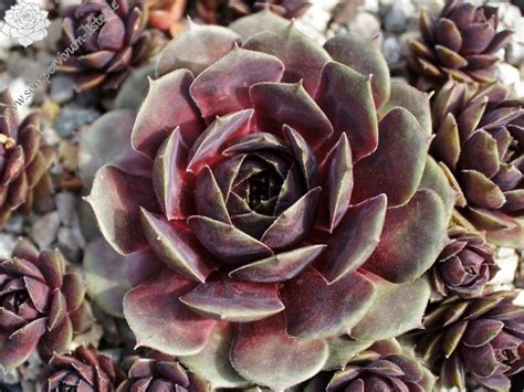 Picasso Sempervivum Liste