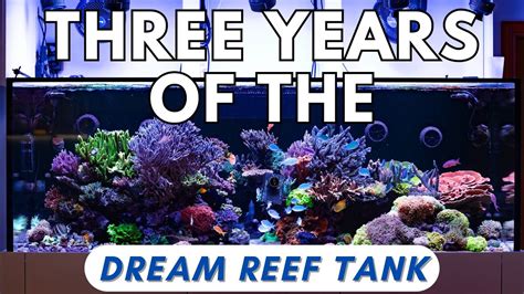 Years Of The Dream Reef Tank Youtube