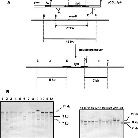 Replacement Of Mecb By An Inactive Copy Using The Double Marker