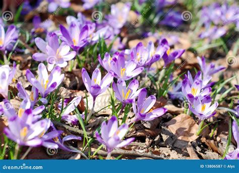 Crocus Fields Stock Image Image Of Details Crocus Beauty 13806587