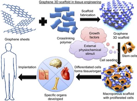 Table 1 From Graphene Based 3d Scaffolds In Tissue Engineering