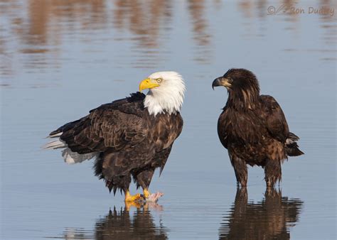 Bald Eagle Color Variations