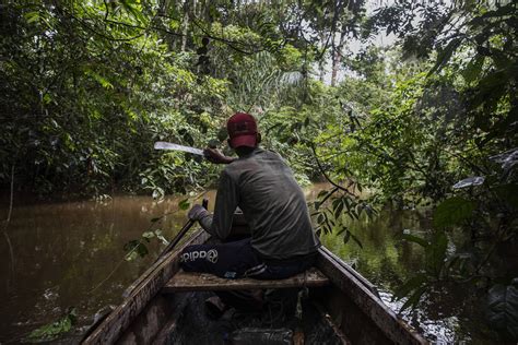 Força Tarefa Amazônia Realizou 19 Operações Contra Crimes Ambientais Em