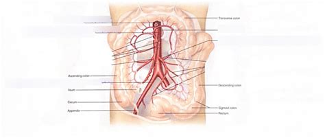 Lecture 9 Circulation Lab 2 Abdominal Arteries Diagram Quizlet