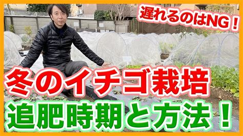 Ng Strawberry Top Dressing Tips From A Japanese