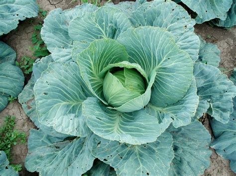 Los Beneficios Del Repollo Como Planta Ornamental Y Nutritiva Para Tu