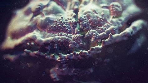 Maya Tutorial Microscopic Shader With VRay HD