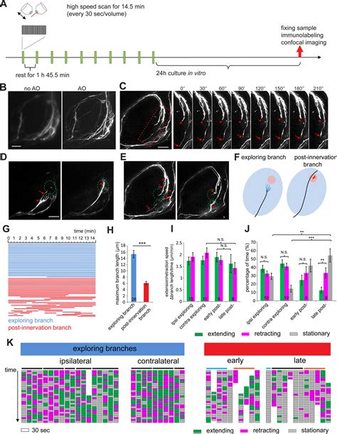 Cellular Bases Of Olfactory Circuit Assembly Revealed By Systematic Time Lapse Imaging Pmc