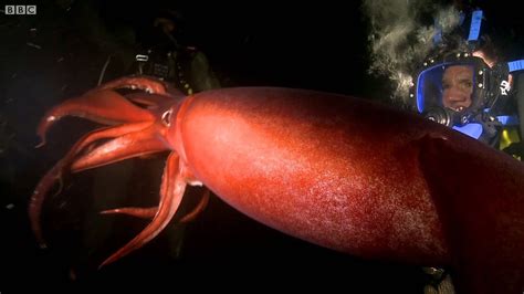 Swimming With A Humboldt Squid