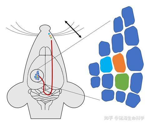 组织透明化三维成像技术揭示小鼠整脑c FOS蛋白分布 知乎