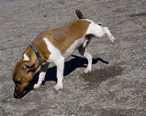 Cómo educar al perro para que haga pis