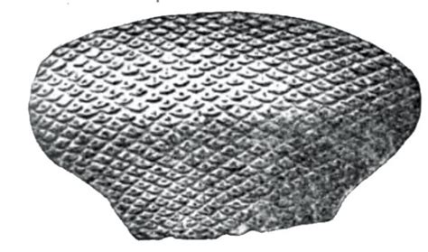Receptaculites Subturbinatus Silurian Sponge Waldron Shale Indiana Igs