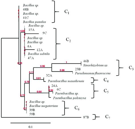 phylogenetic tree based on 16s rdna sequence of the 15 bacterial