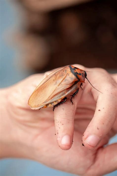 Cockroach Spiritual Meaning Insight State