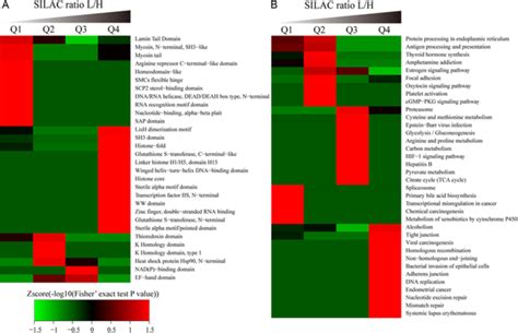 Protein Domain And Kegg Pathway Based Clustering Analysis A The