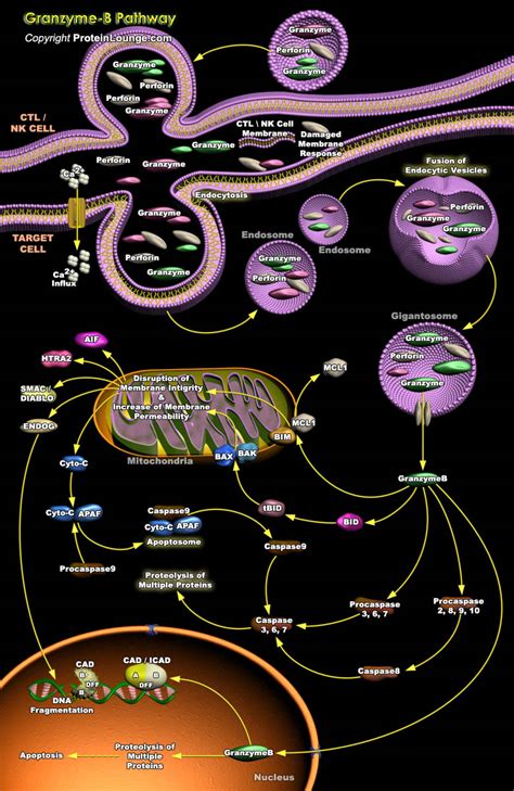 Biological Databases And Tools