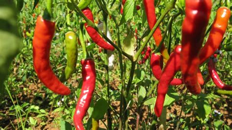 Перец стручковый Capsicum L Красный перец очень древнее растение родиной которого