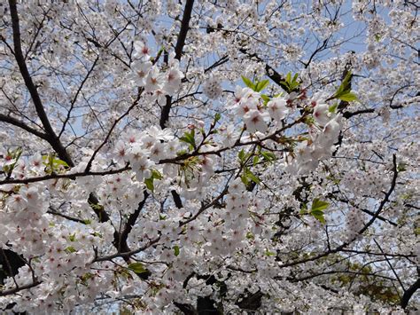 上野公園の桜 小市民の日記 楽天ブログ