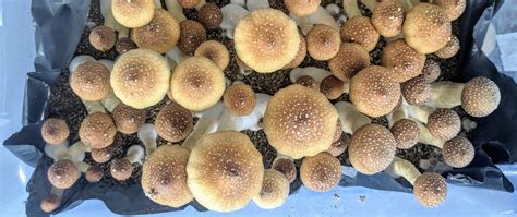 How To Make A Monotub Fruiting Chamber Grocycle