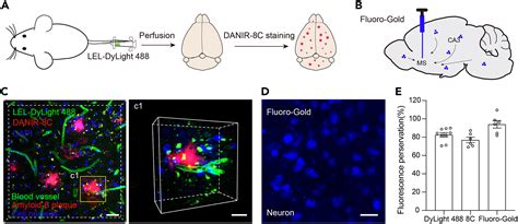 low temperature resin embedding of the whole brain for various precise