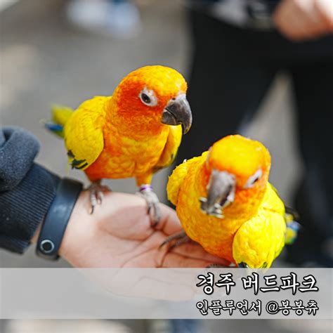 경주 가볼만한곳 버드파크 할인 주차 아이랑 실내 데이트 네이버 블로그