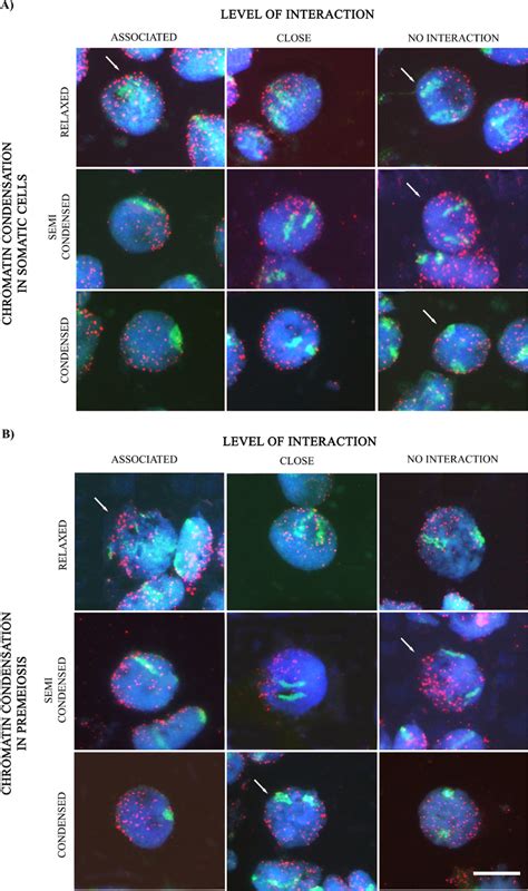 Genomic In Situ Hybridization To A Somatic And B Premeiotic