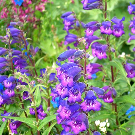 Penstemon The Diggers Club