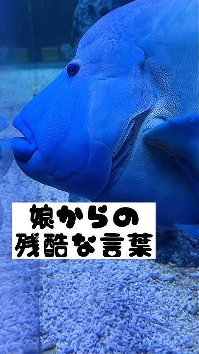 娘からの残酷な言葉 初めての水族館 子供のいる暮らし 残酷なシリーズ パパと娘 年子育児 水族館 あおいちゃん Youtube