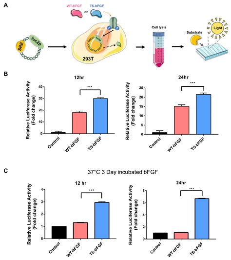 Biology Free Full Text Thermostable Human Basic Fibroblast Growth