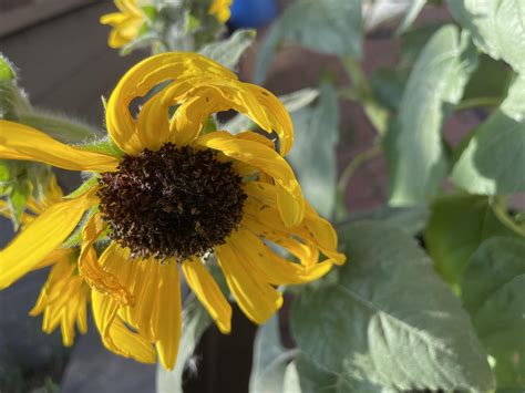 Help Sunflower Infested With Bugs R Sunflowers
