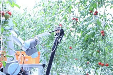 Ai×自動走行型アームロボット「トマト自動収穫ロボット」の実証実験をビニールハウスで開始 スマート農業360｜ictやiot などの