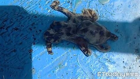 澎湖發現藍環章魚可毒死26人 僅高爾夫球大「比眼鏡蛇毒50倍」 Ettoday寵物雲 Ettoday新聞雲