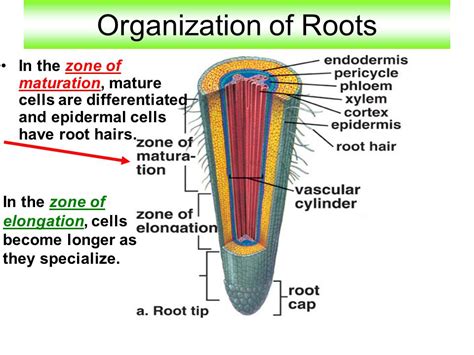 Chapter 9 Plant Organization Ppt Video Online Download