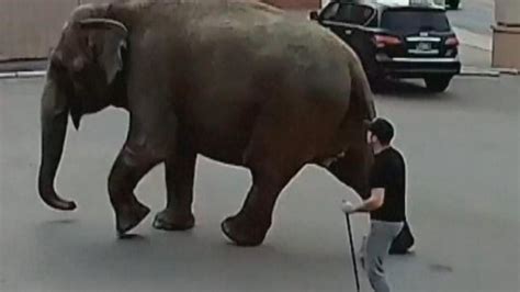 Us Cctv Shows Elephant Leaves Circus To Stroll Streets Of Montana