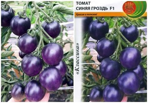 Характеристика и описание сорта томата Синяя гроздь, его урожайность ...