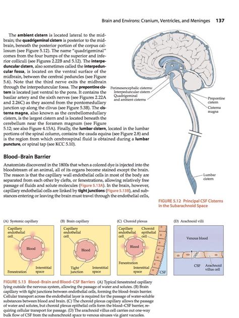 Cisterna Meaning Youtube