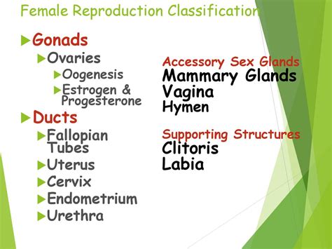 Female Reproductive System Ppt Download Female Reproductive System Ppt Download