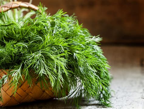 Delicious Dill Columbia Metropolitan Magazine