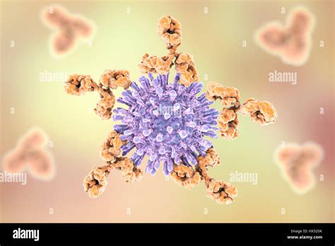 Gram Positive Bacterial Cell Wall Artwork The Horizontal Layers