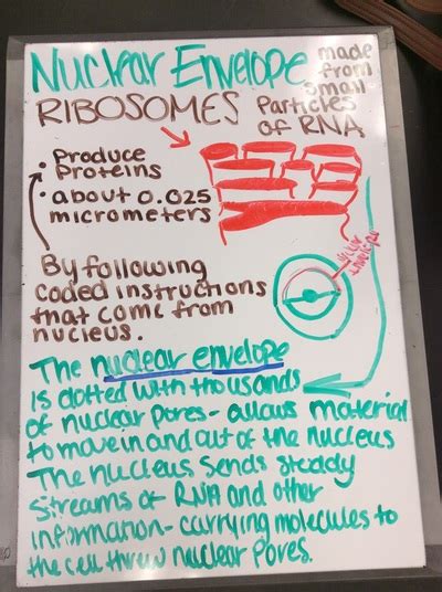 Chapter 4 Cell Structure