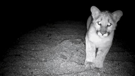 Night Vision With Glowing Eyes At Shirl Wright Blog